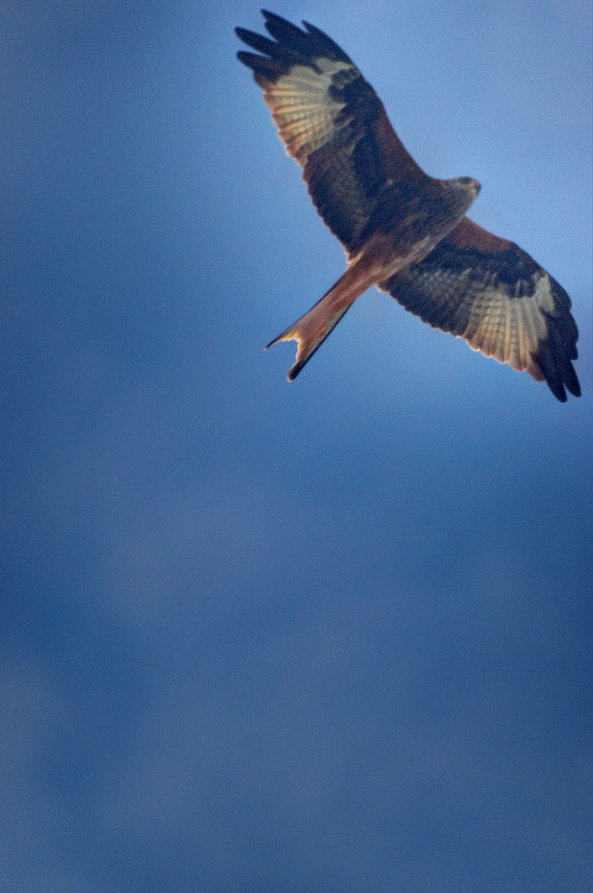 German State Bird